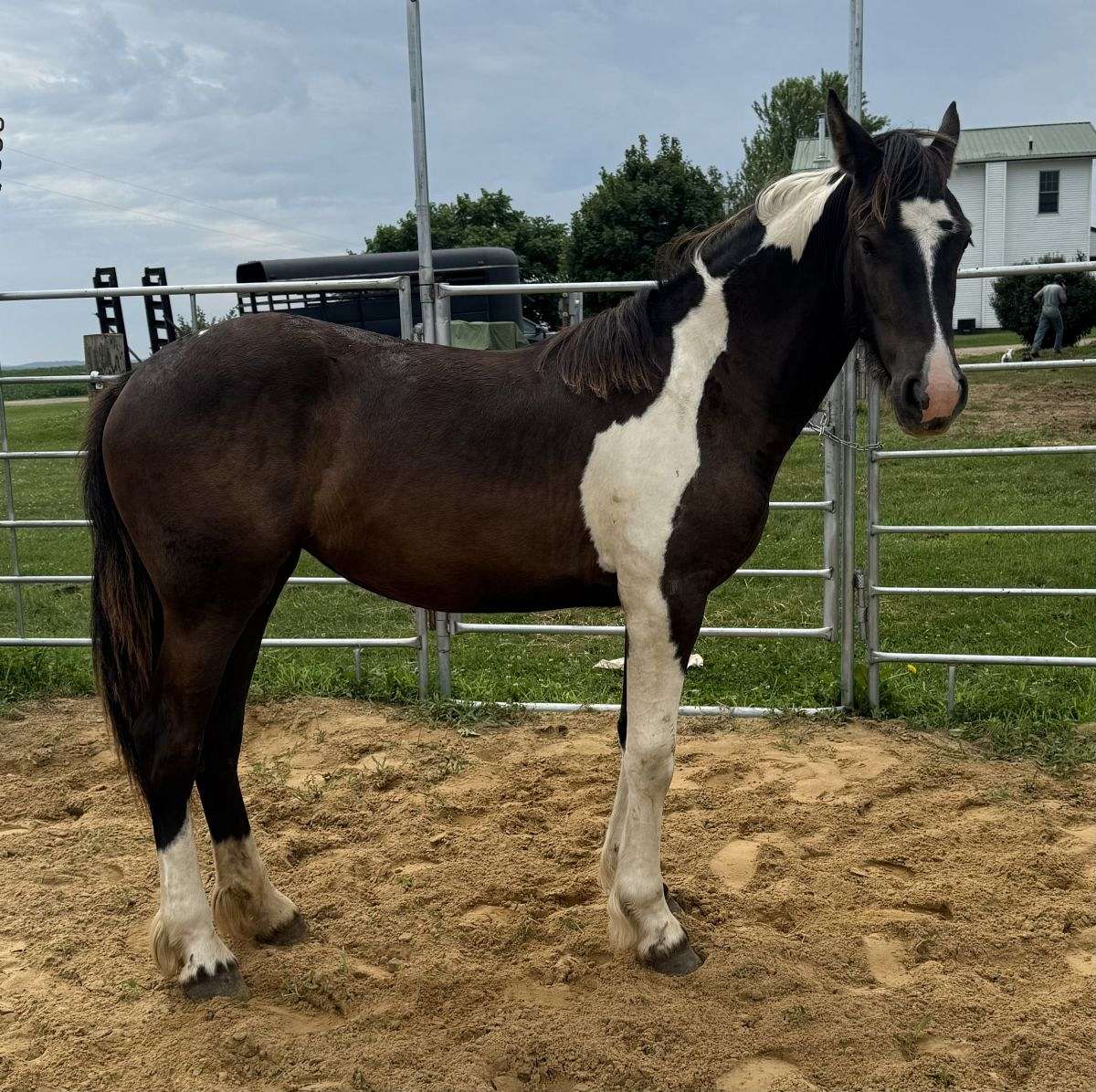 Rare Baroque Pinto - Warmblood Filly