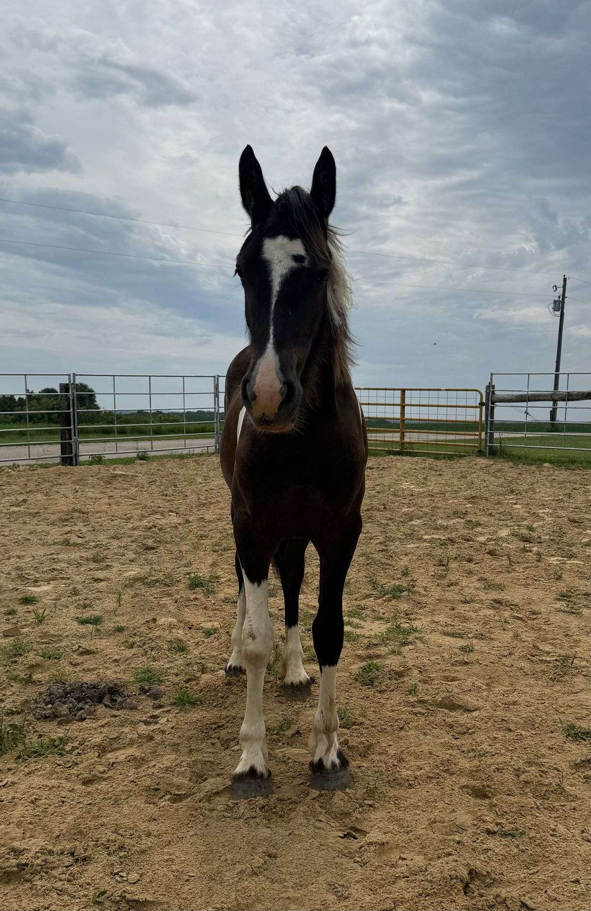 Rare Baroque Pinto - Warmblood Filly