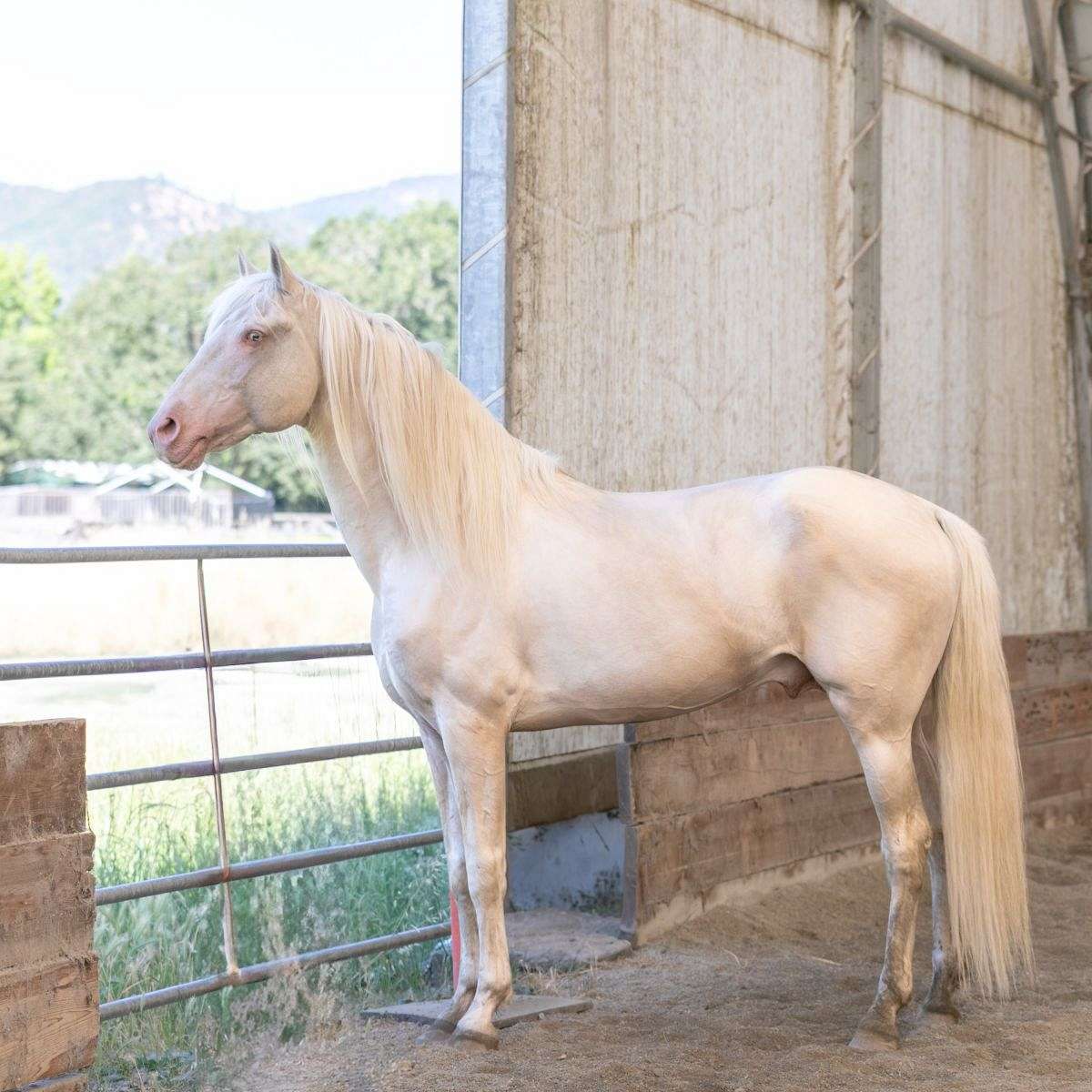 Proven Stallion