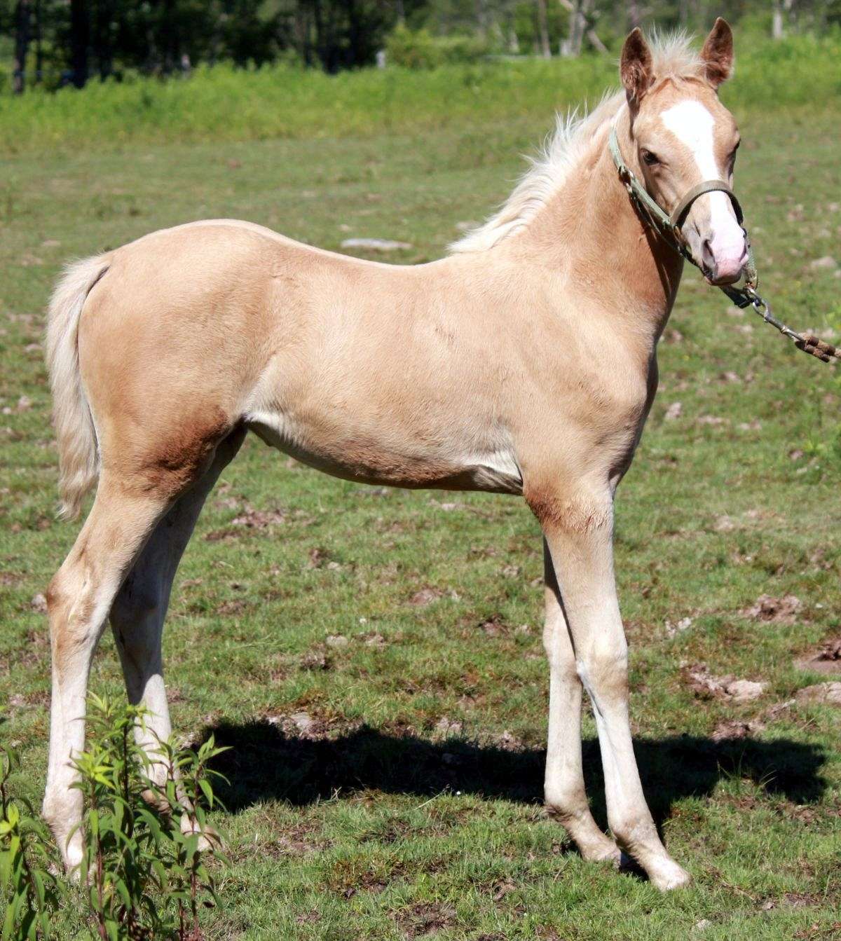 Sale Pending-Gorgeous Deep Gold Sabino Arab/Mft Filly