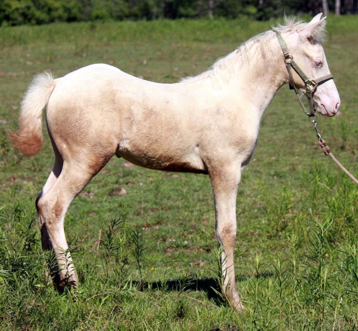 Perlino Tobiano Foundation Bred Mft Colt!