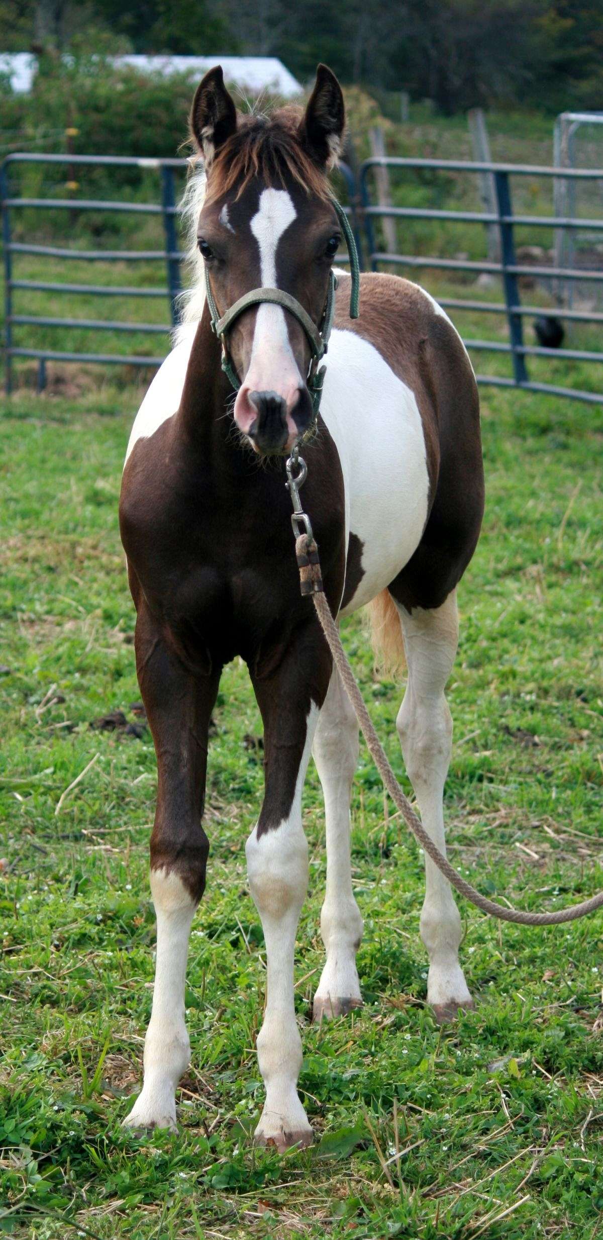 Flashy Tobiano Mft Colt- Stud Prospect!