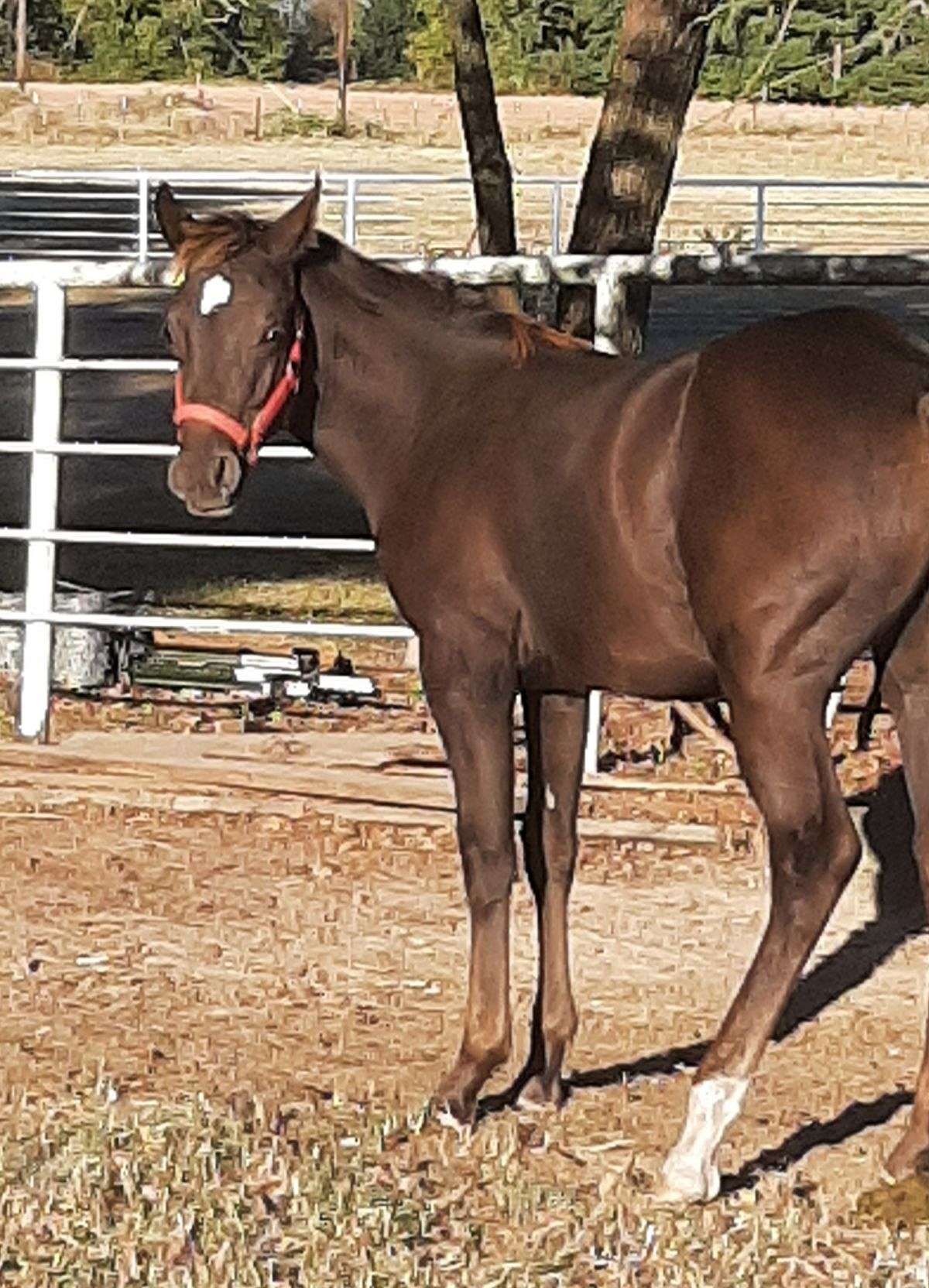 Yearling APHC Filly
