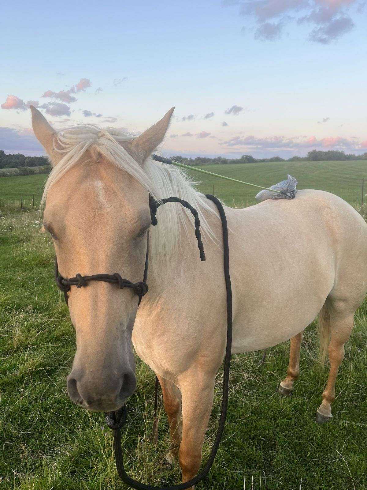 Palomino Mare
