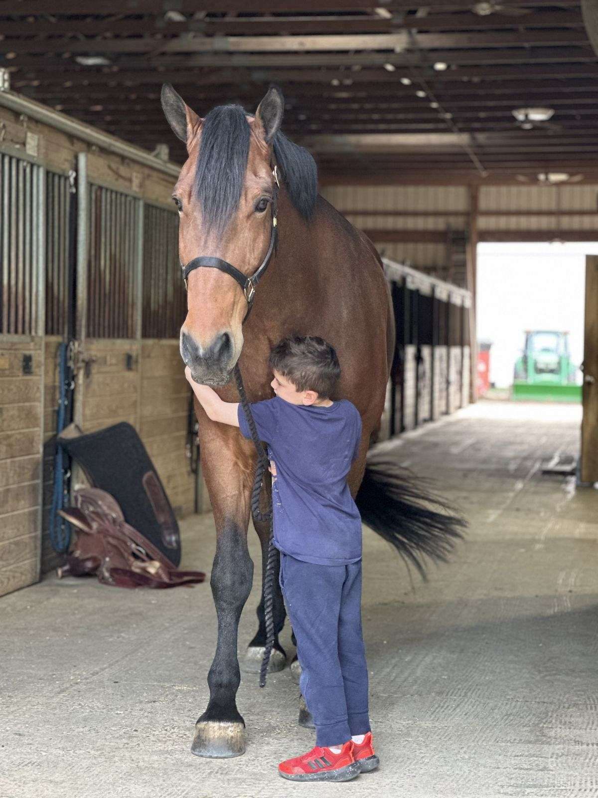 Amazing Draft Cross Gelding a True Unicorn