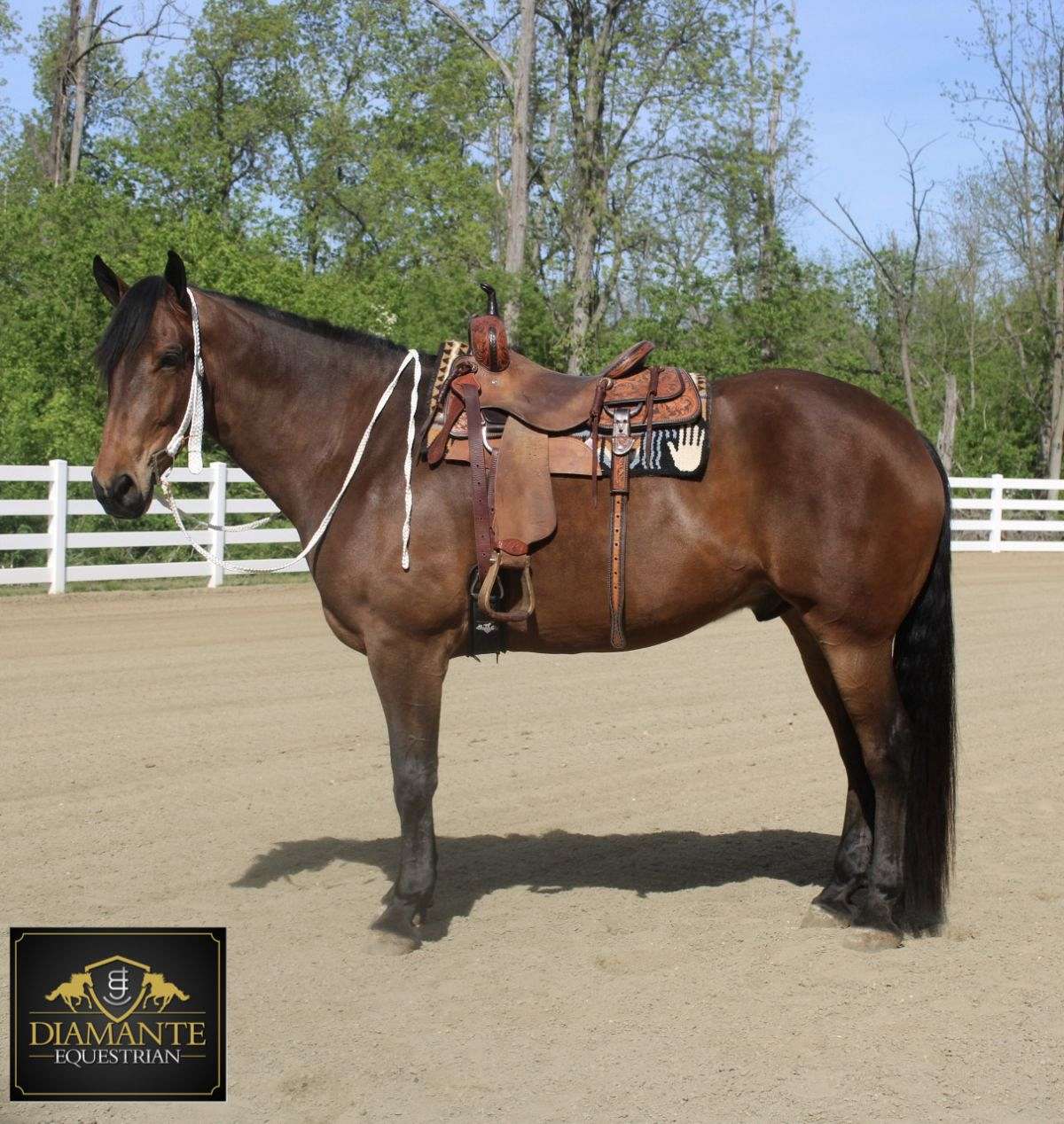 Amazing Draft Cross Gelding a True Unicorn