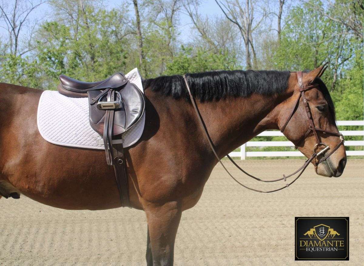 Amazing Draft Cross Gelding a True Unicorn