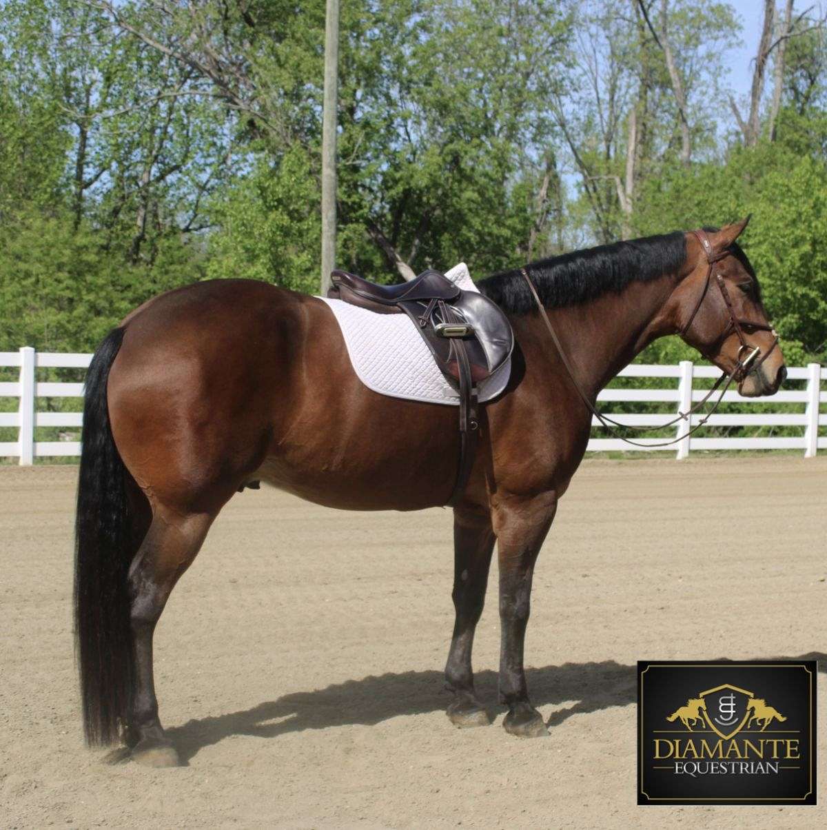 Amazing Draft Cross Gelding a True Unicorn