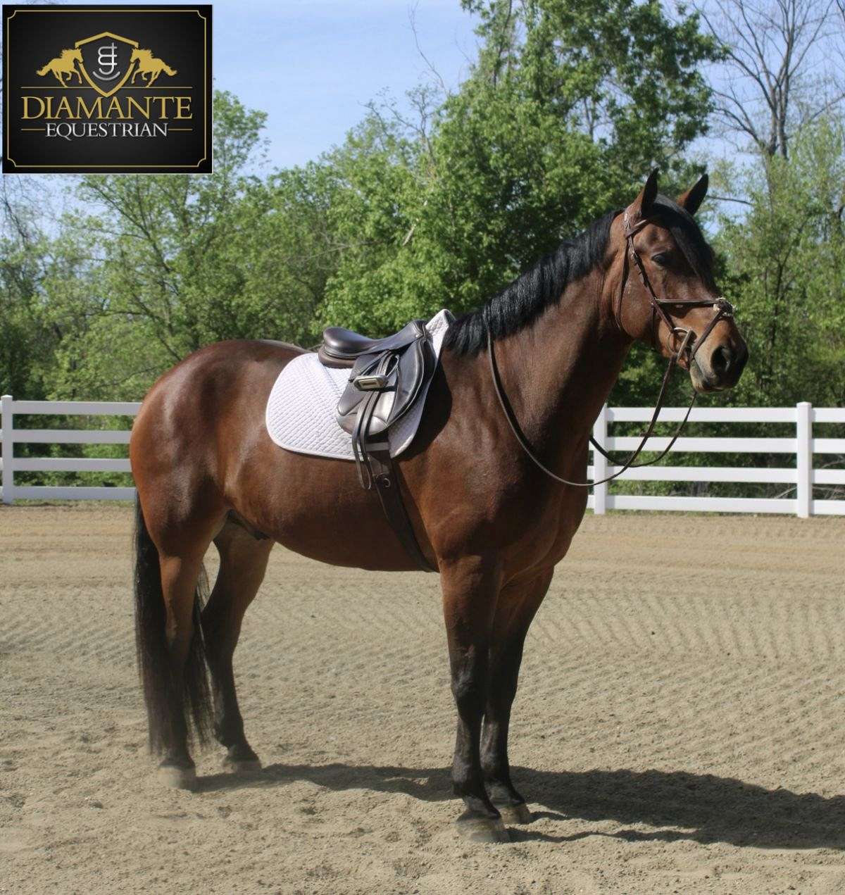 Amazing Draft Cross Gelding a True Unicorn