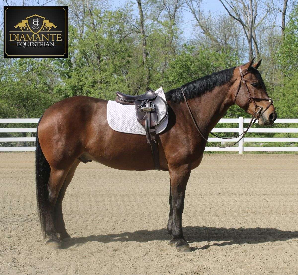 Amazing Draft Cross Gelding a True Unicorn