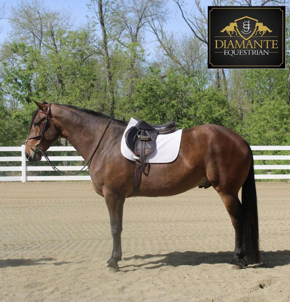 Amazing Draft Cross Gelding a True Unicorn