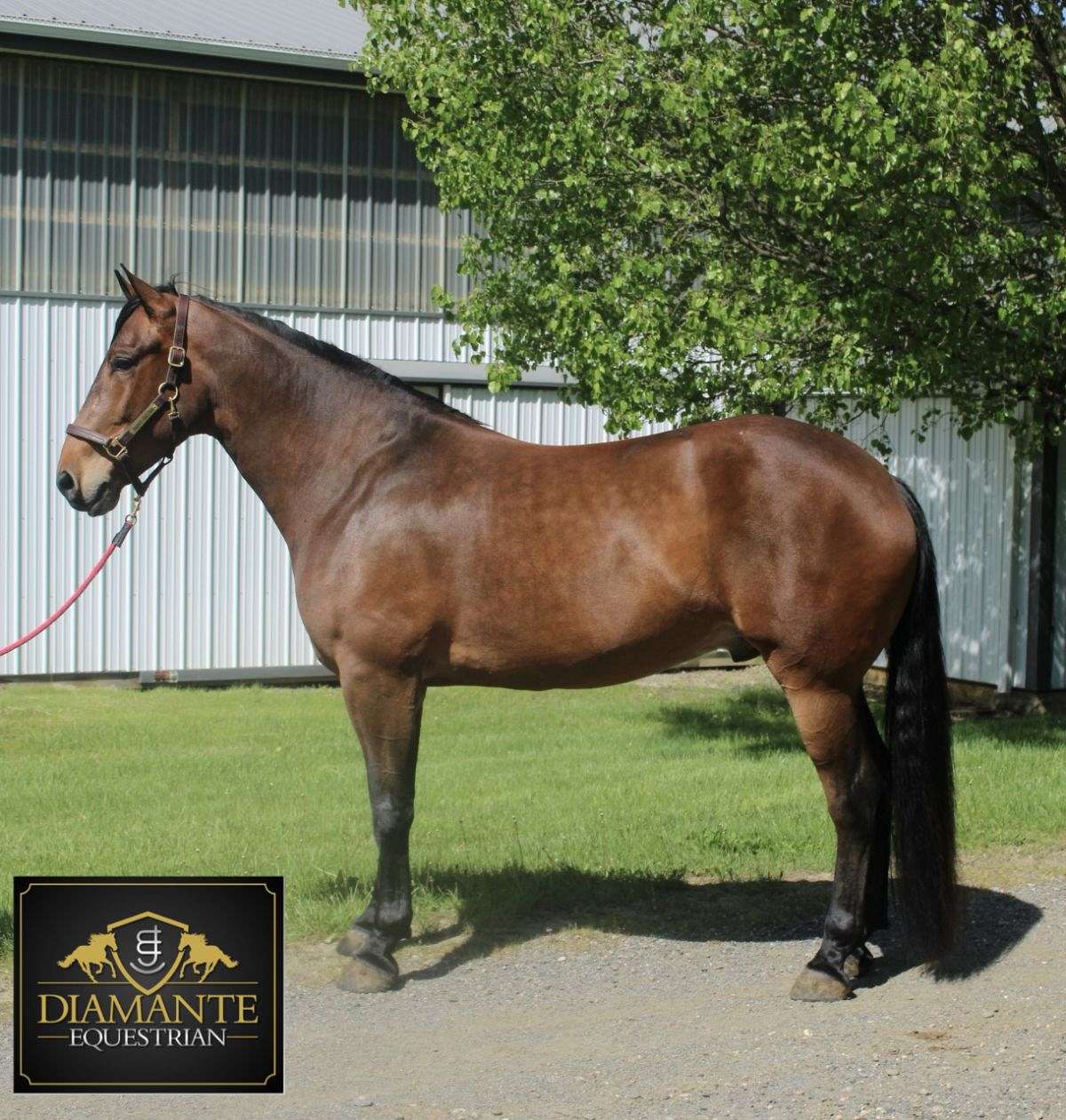 Amazing Draft Cross Gelding a True Unicorn