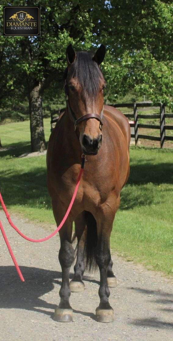 Amazing Draft Cross Gelding a True Unicorn