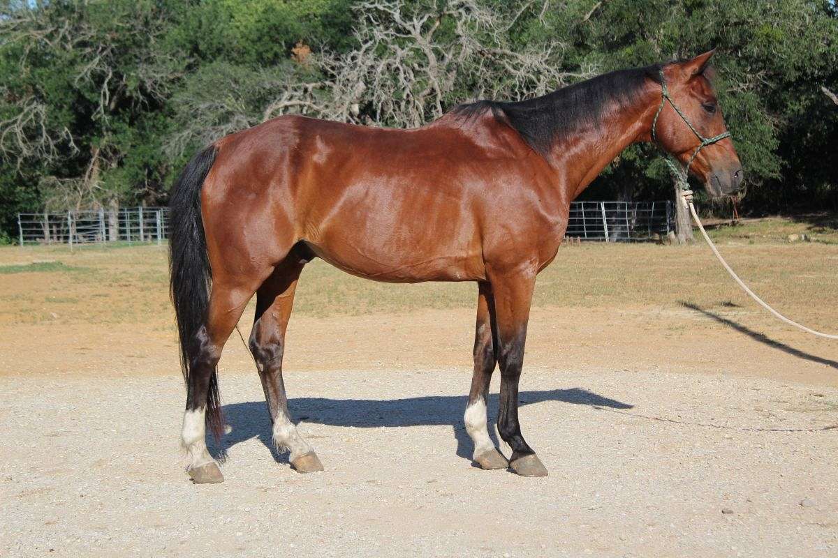 Nice Bay Gelding