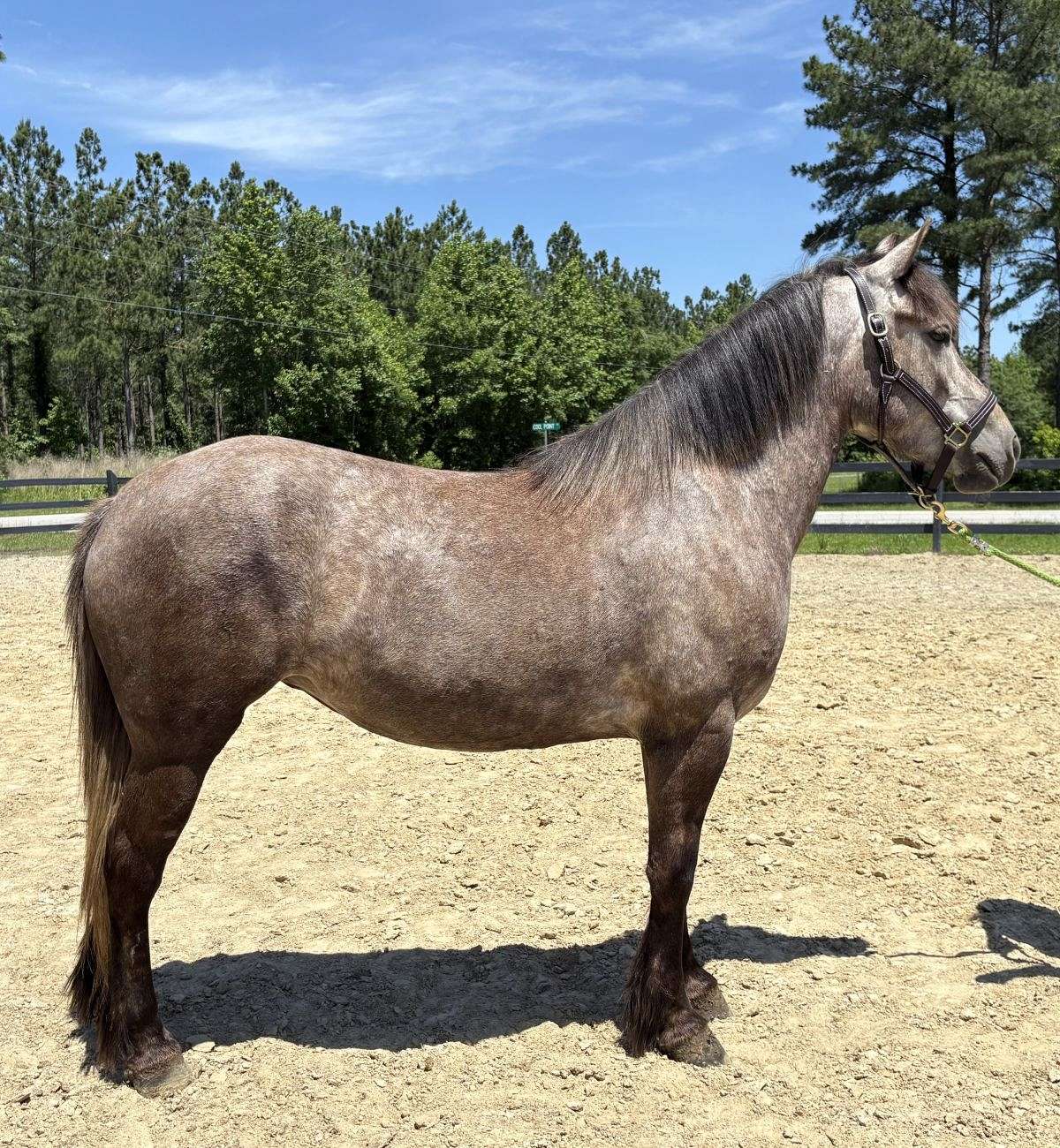 Grey Draft Cross Mare