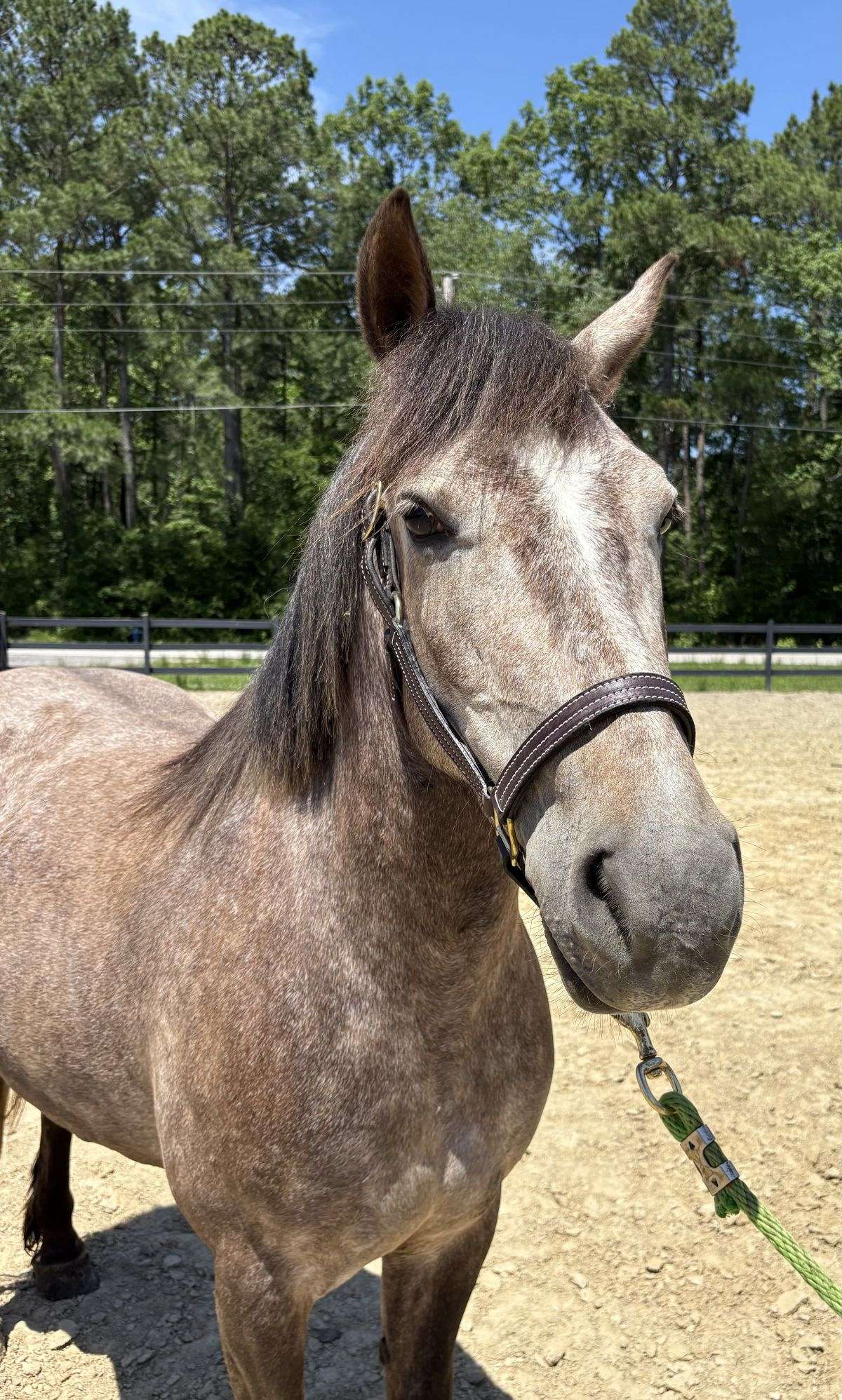 Grey Draft Cross Mare