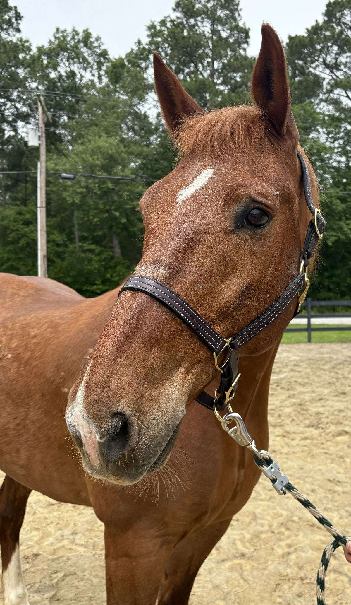 Sorrel Belgian Cross