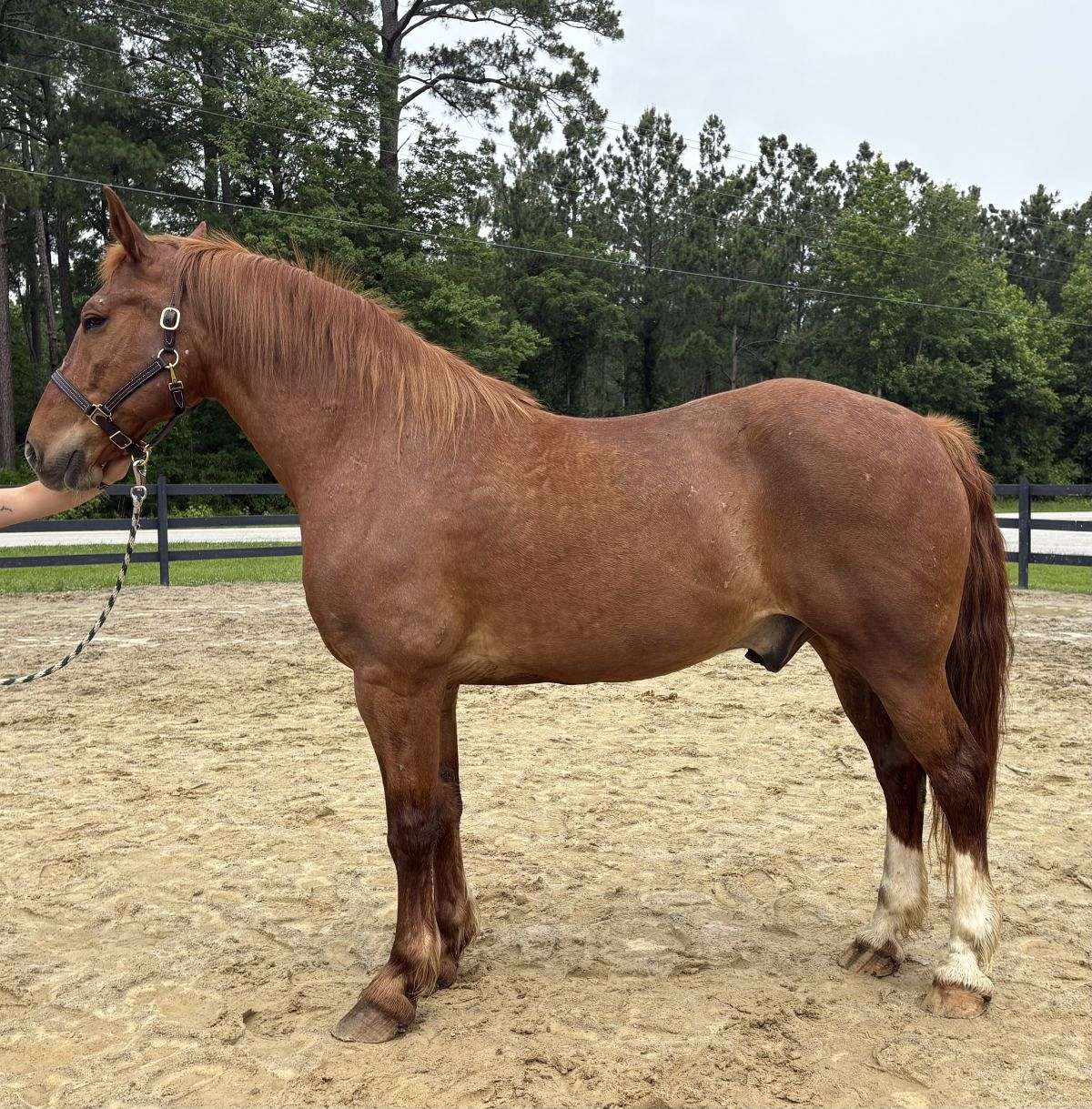 Sorrel Belgian Cross