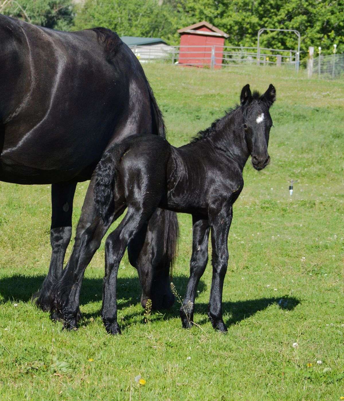 100% Friesian Colt