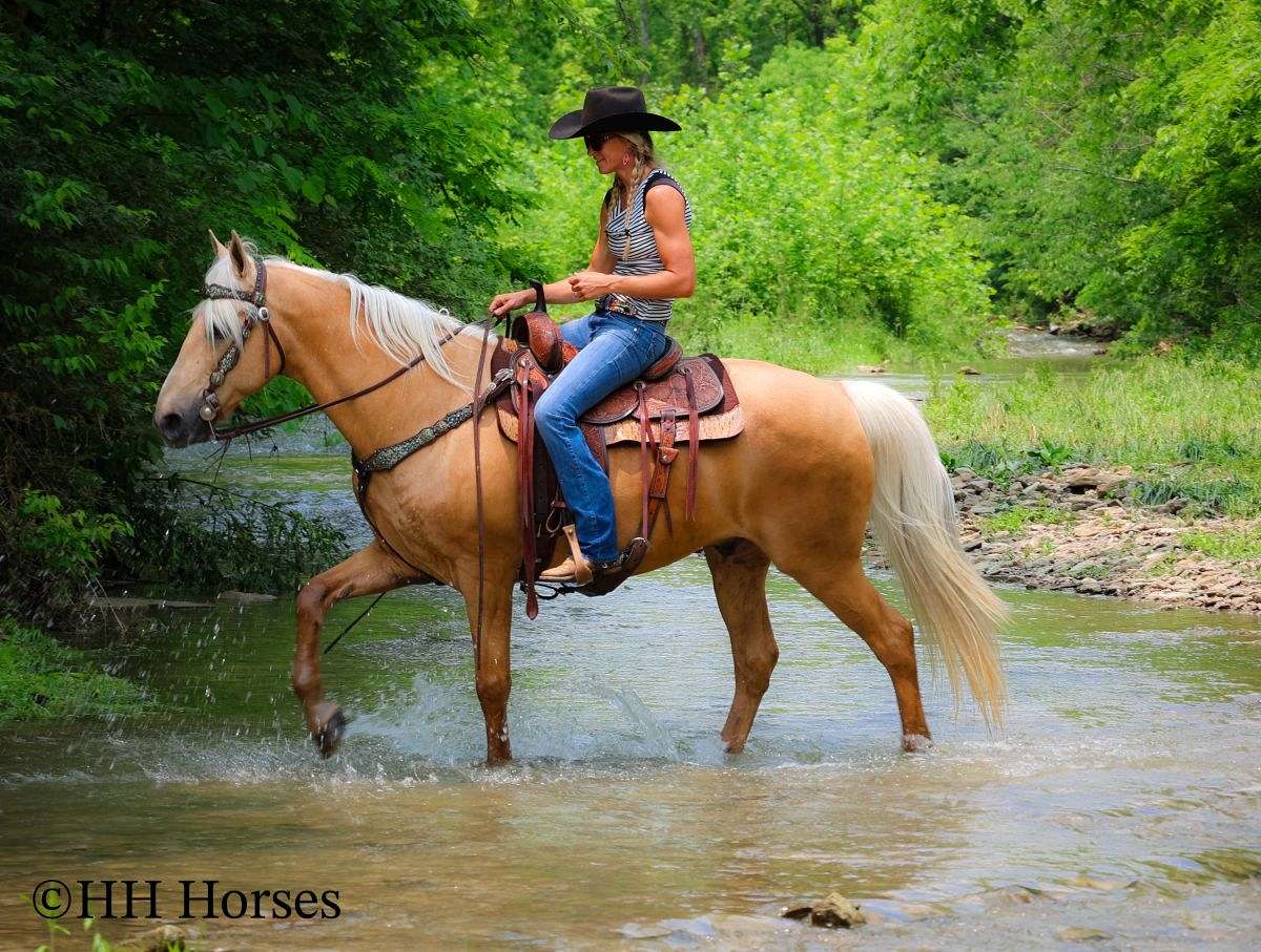 Gorgeous Golden Palomino Kentucky Mountain Gelding, Confident and Fun