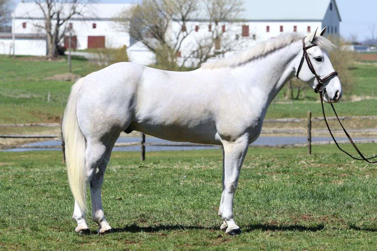 This Big Grey Boy Can Do It All!