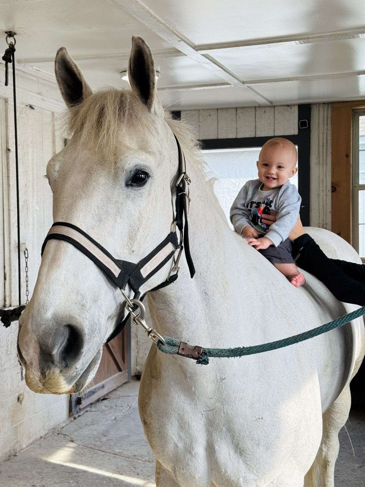 This Big Grey Boy Can Do It All!