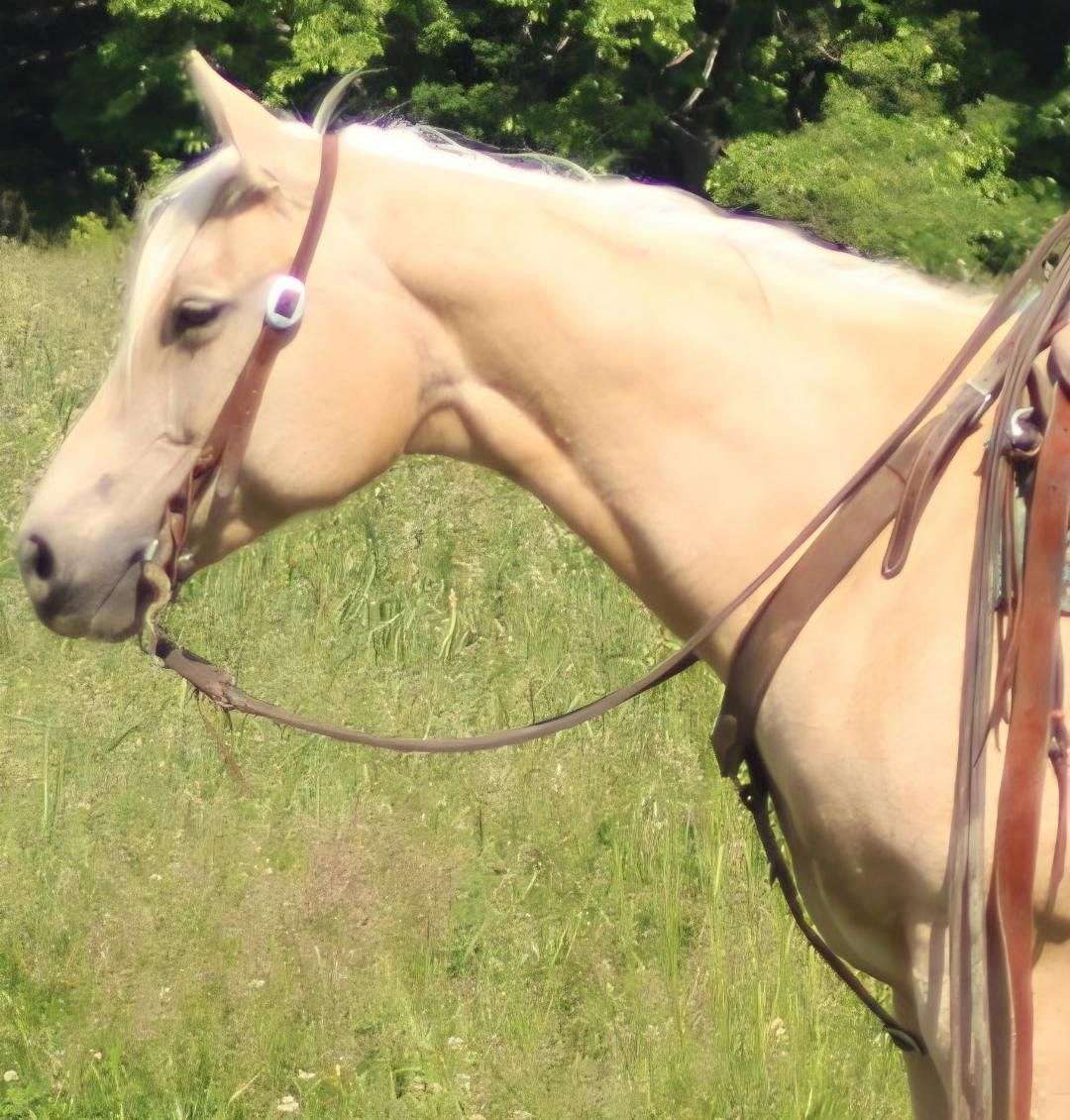 Jenny is a Beautiful Palomino Quarter Horse Mare