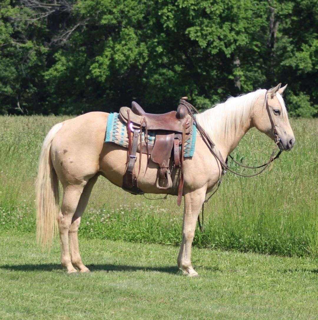 Jenny is a Beautiful Palomino Quarter Horse Mare