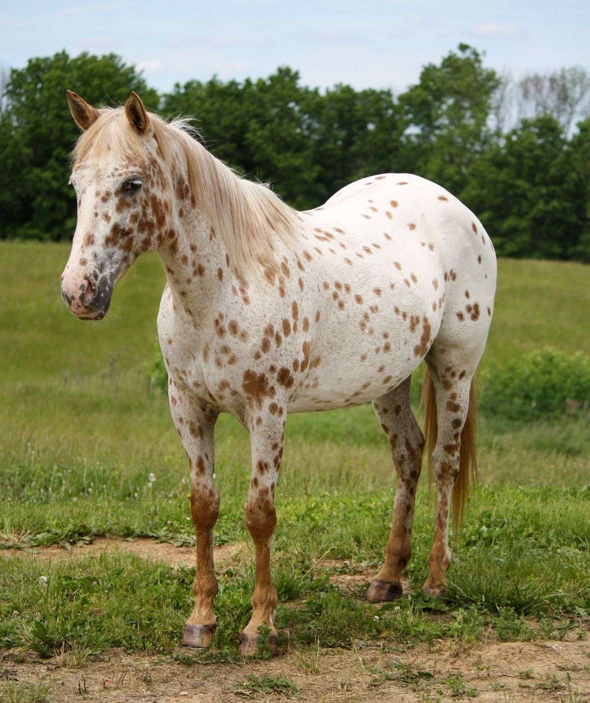 This Leopard Appaloosa Mare is a Ranch and Trail Horse Deluxe!