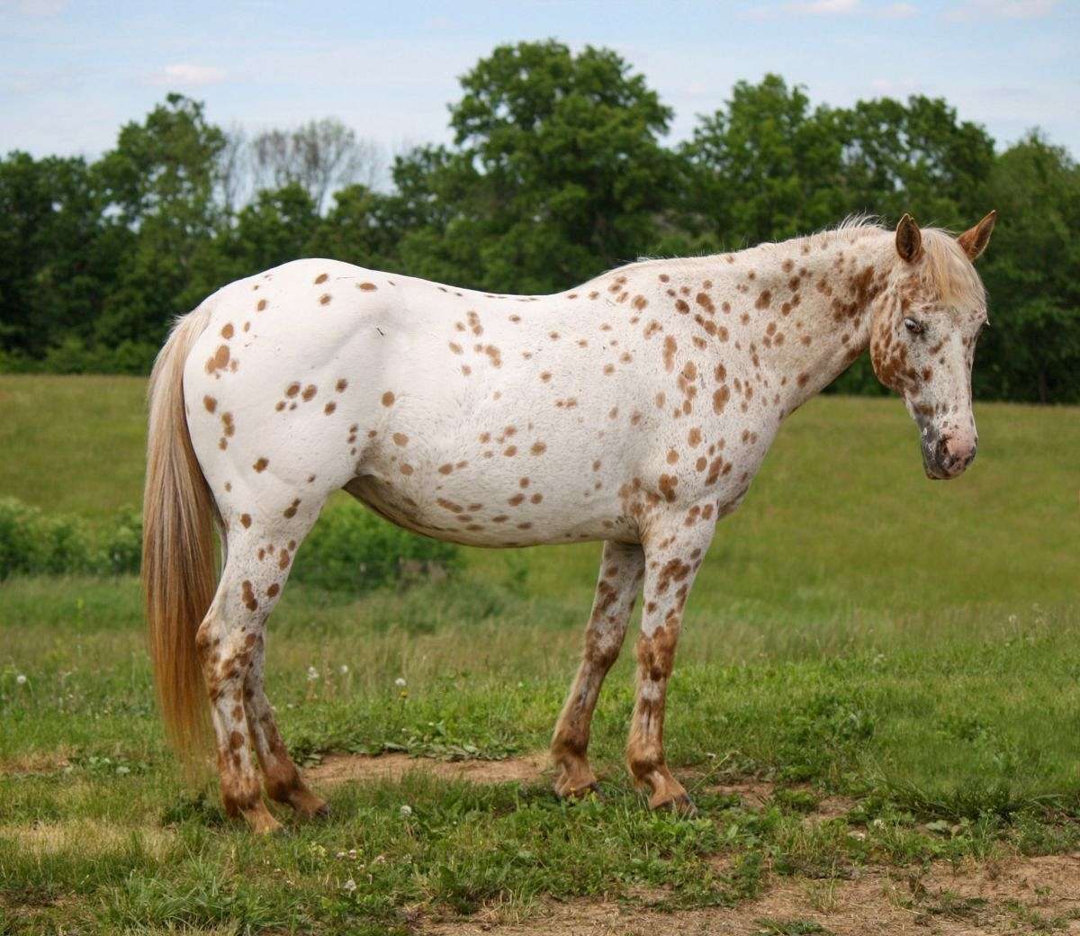 This Leopard Appaloosa Mare is a Ranch and Trail Horse Deluxe!
