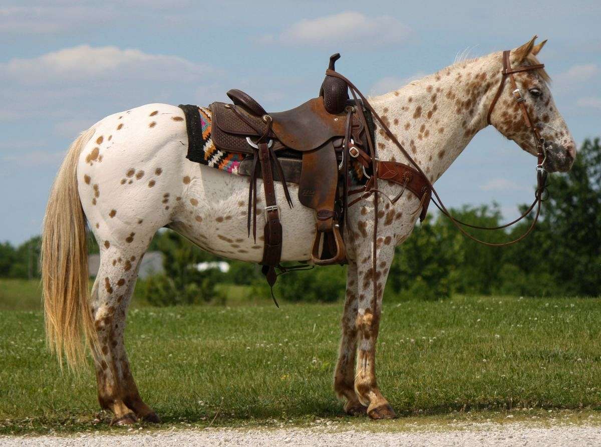 This Leopard Appaloosa Mare is a Ranch and Trail Horse Deluxe!