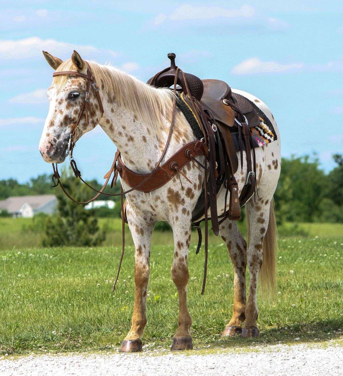 This Leopard Appaloosa Mare is a Ranch and Trail Horse Deluxe!