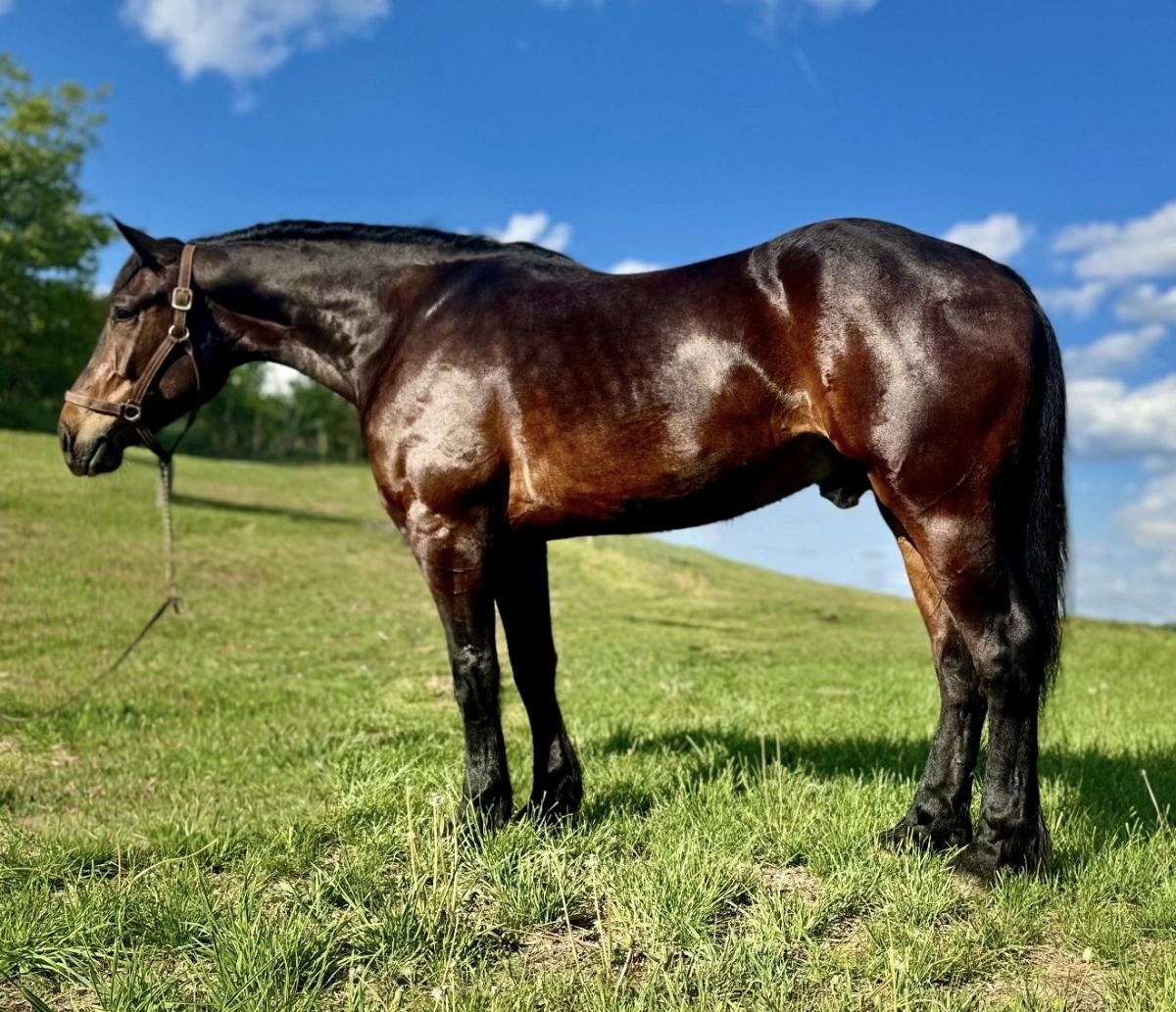 This Big Bay Gelding is a Jack of All Trades!