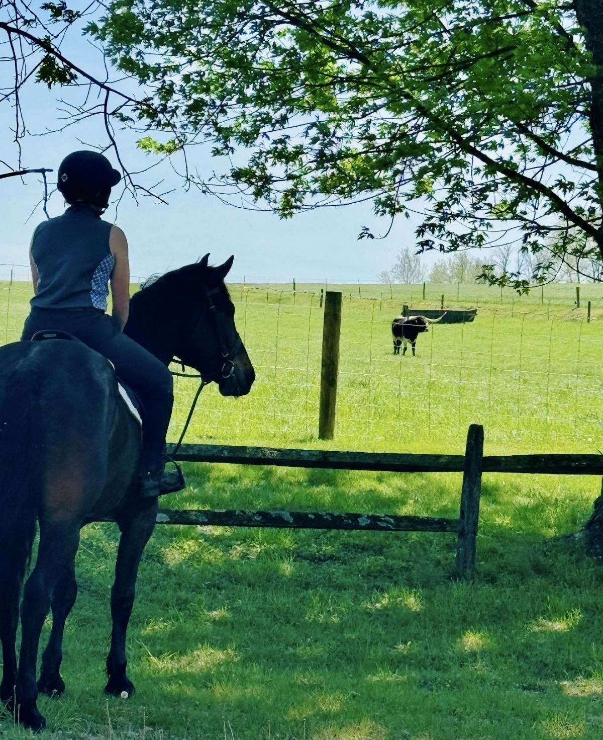 This Big Bay Gelding is a Jack of All Trades!