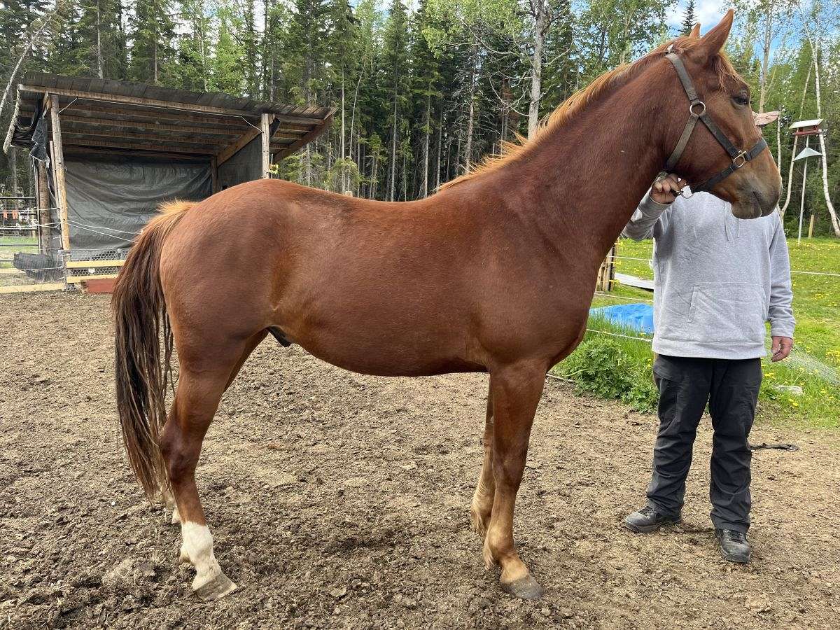 3 yo QH Gelding