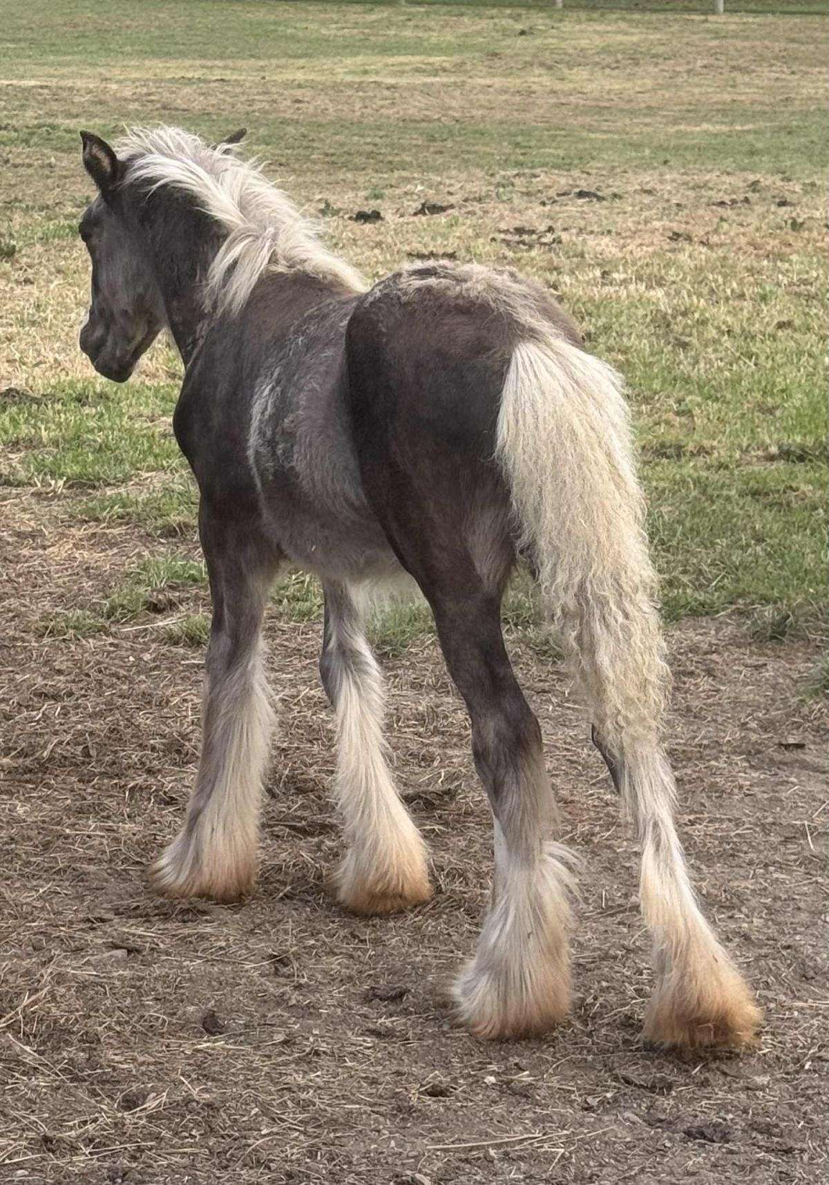 Solid Silver Dapple Gypsy Colt Show Quality Conformation Pedigree Movement!
