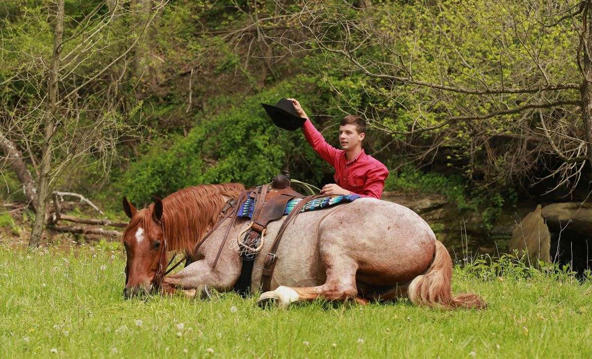 5 Years Old, This Draft Cross Gelding Stands a Strong and Sturdy 16.2 Hand