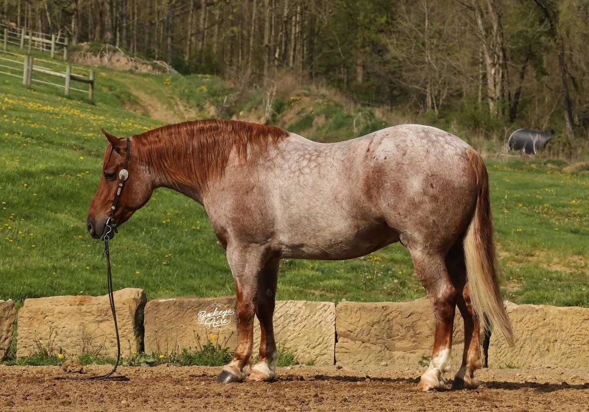 5 Years Old, This Draft Cross Gelding Stands a Strong and Sturdy 16.2 Hand