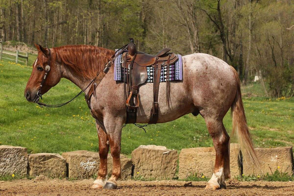 5 Years Old, This Draft Cross Gelding Stands a Strong and Sturdy 16.2 Hand