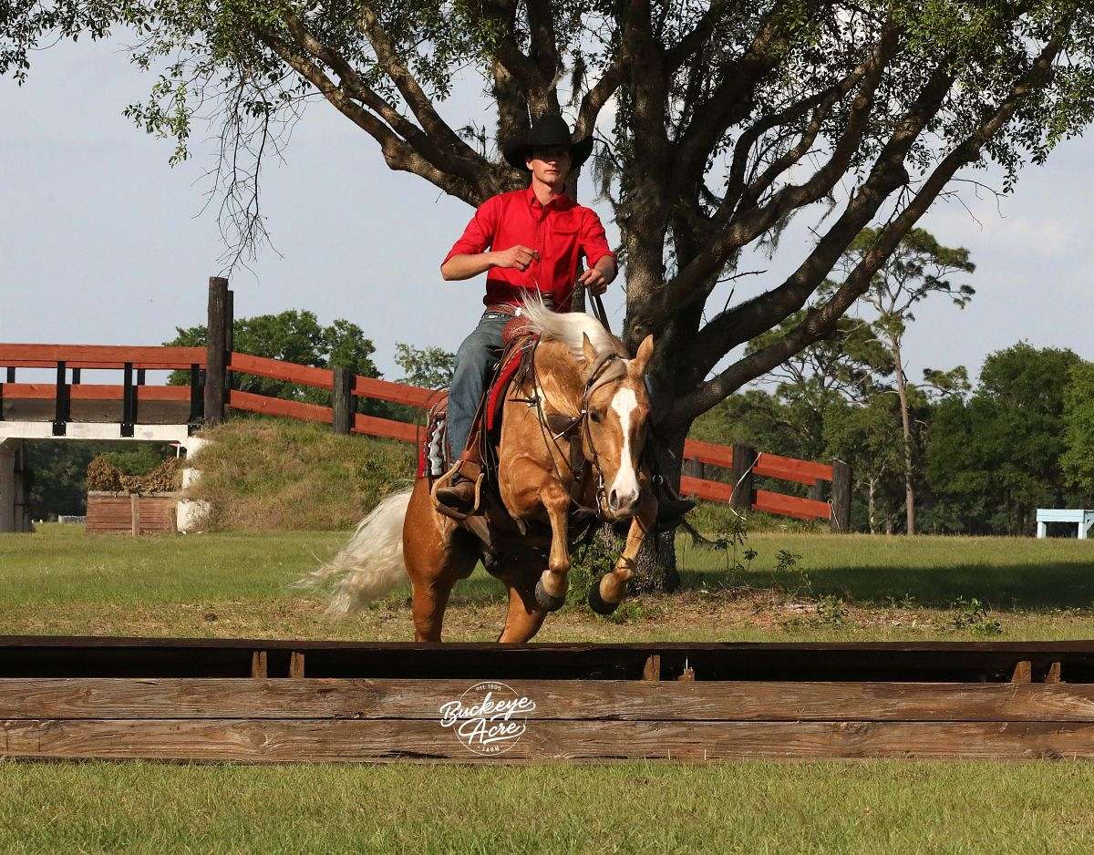 Cortez is a AQHA 2021 Model Gelding Standing At a Handy 14.1 Hands