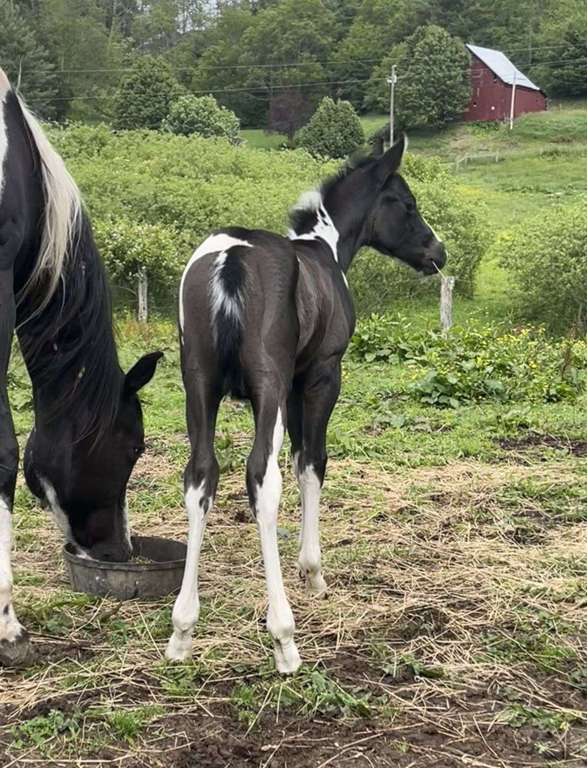 Black and White Double Homozygous Tobiano Colt