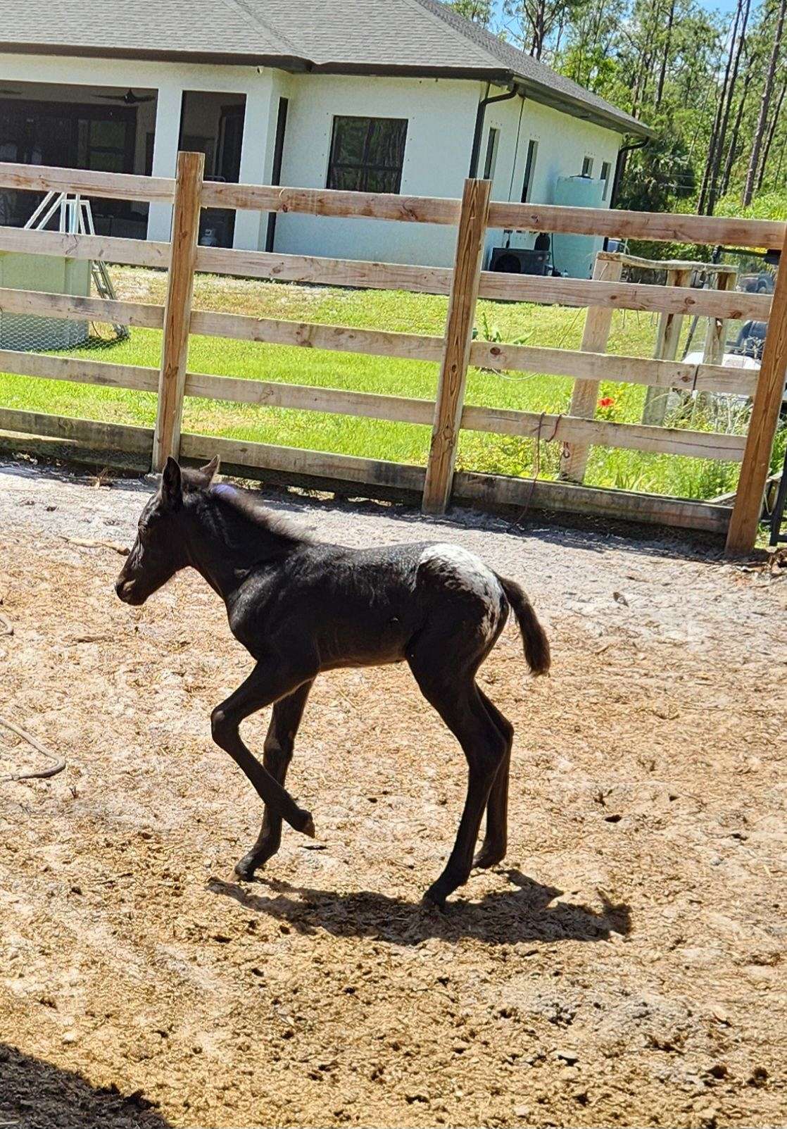 Snowcap Filly