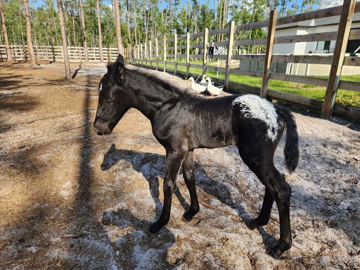 Snowcap Filly