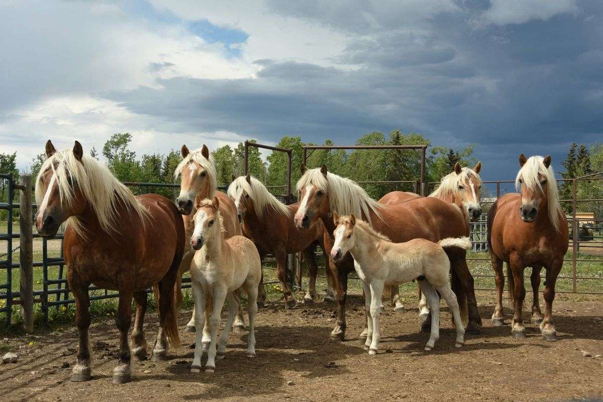 Haflinger Breeding Package Available
