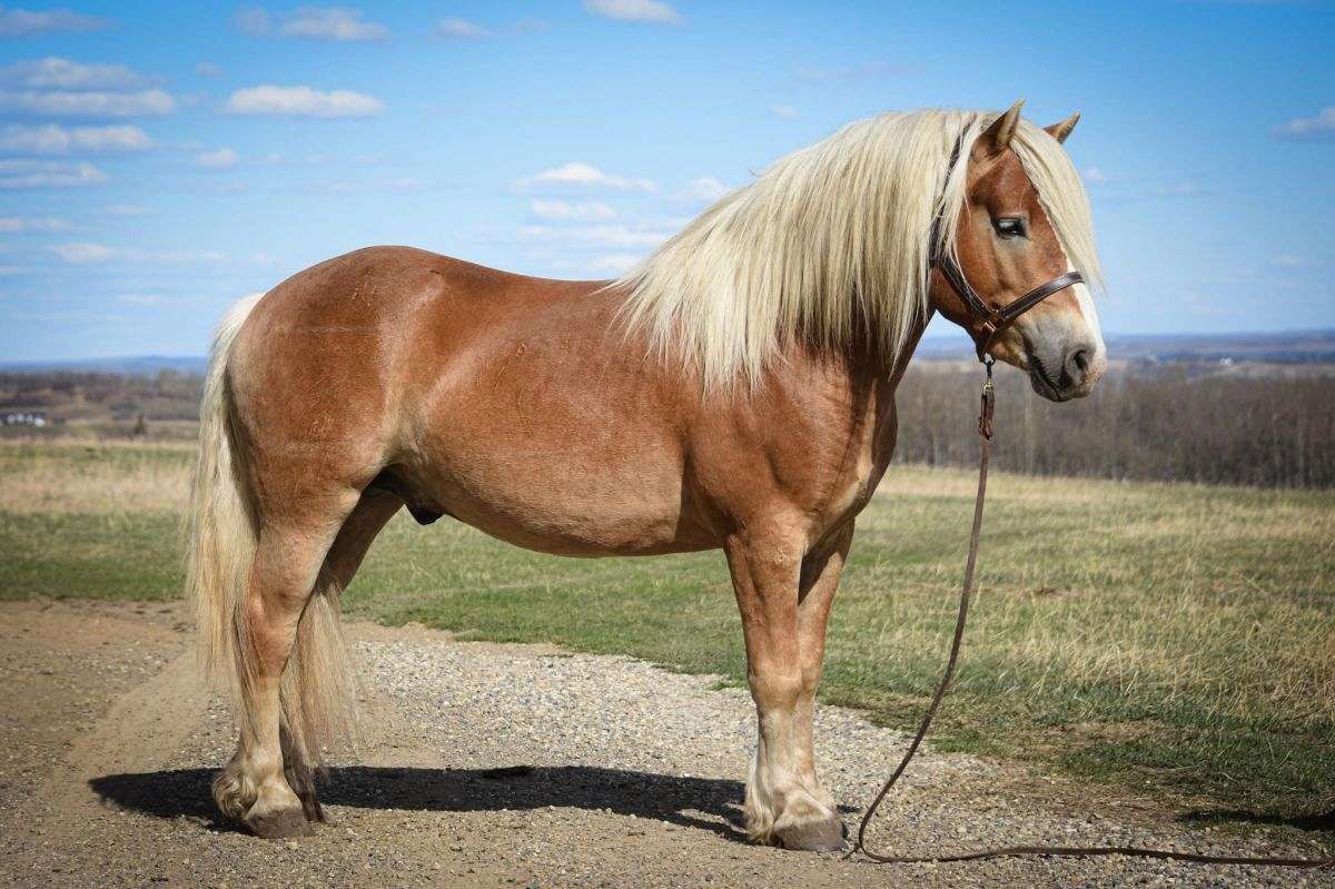Haflinger Breeding Package Available