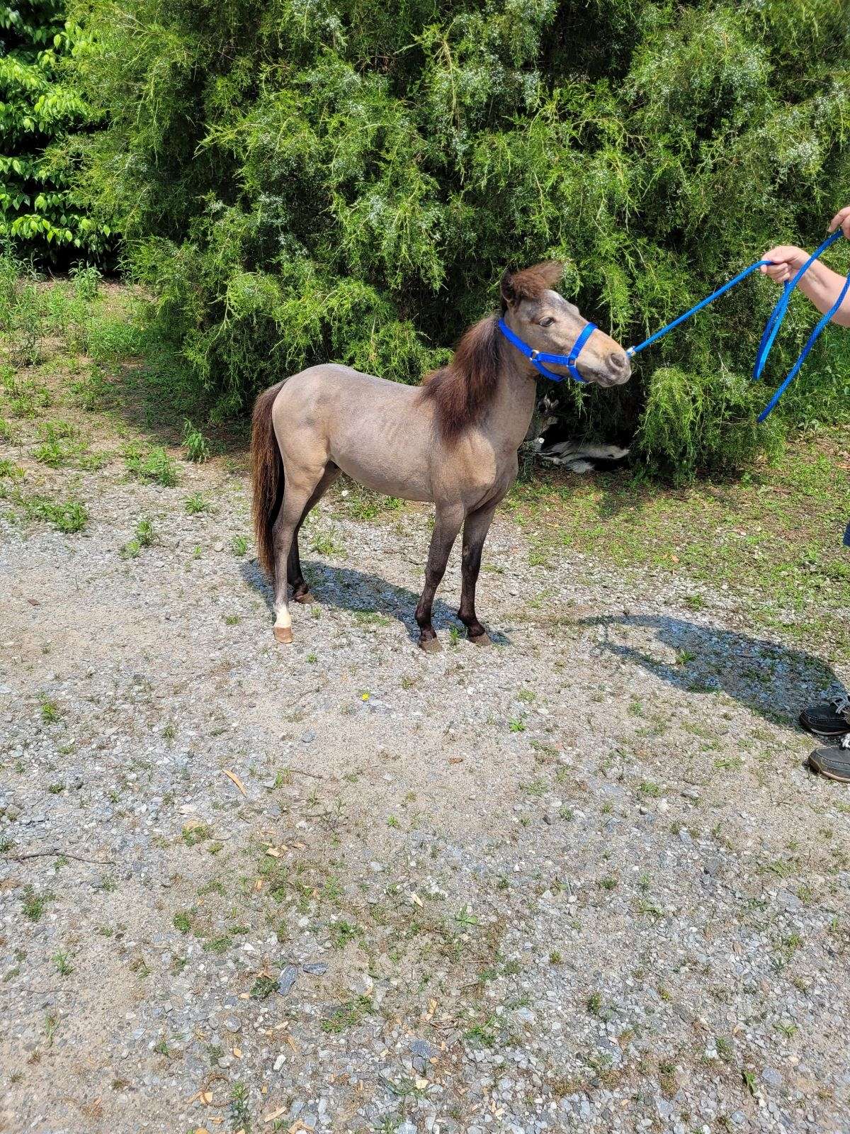 2024 Buckskin Appaloosa Miniature Colt