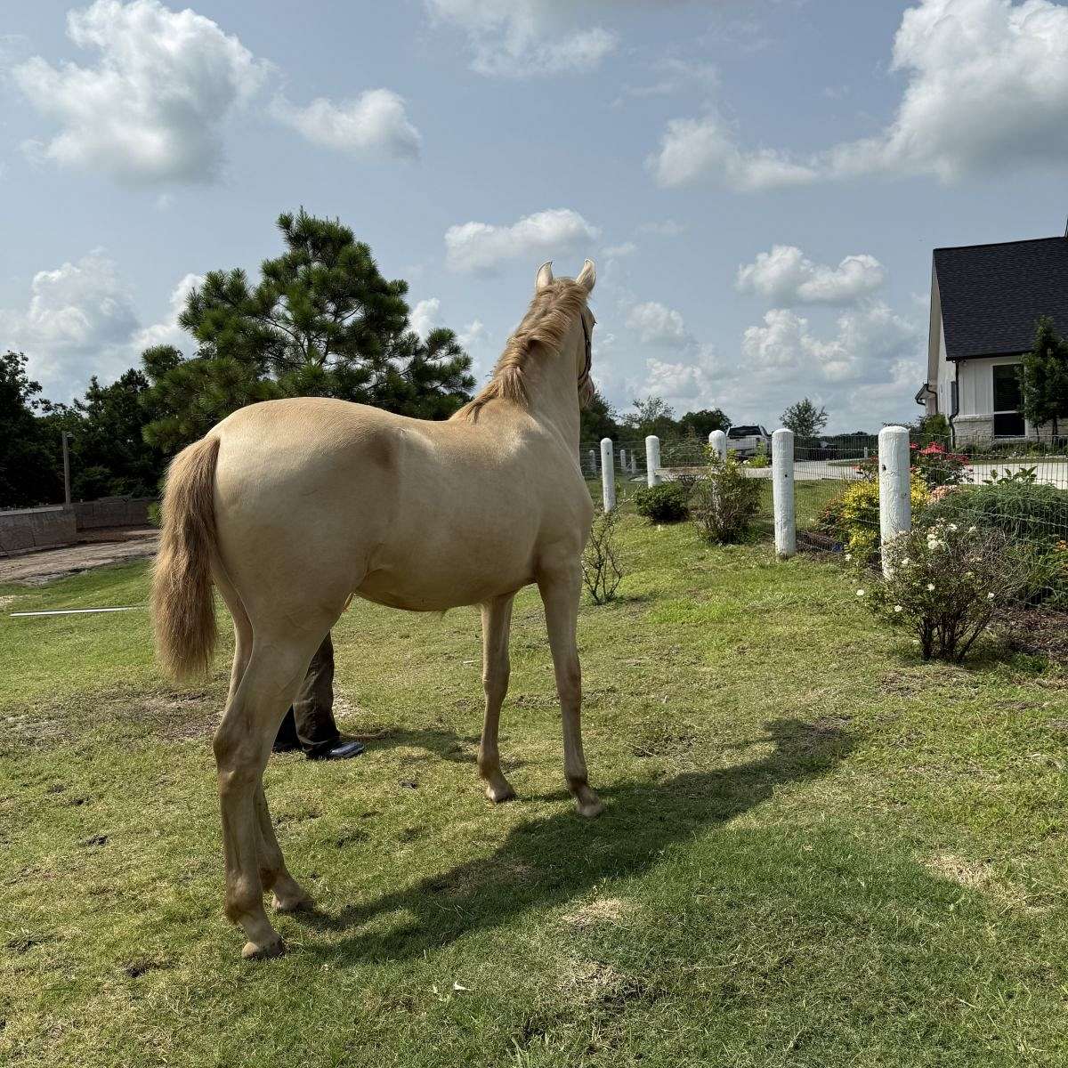 Perlino Horse for Sale