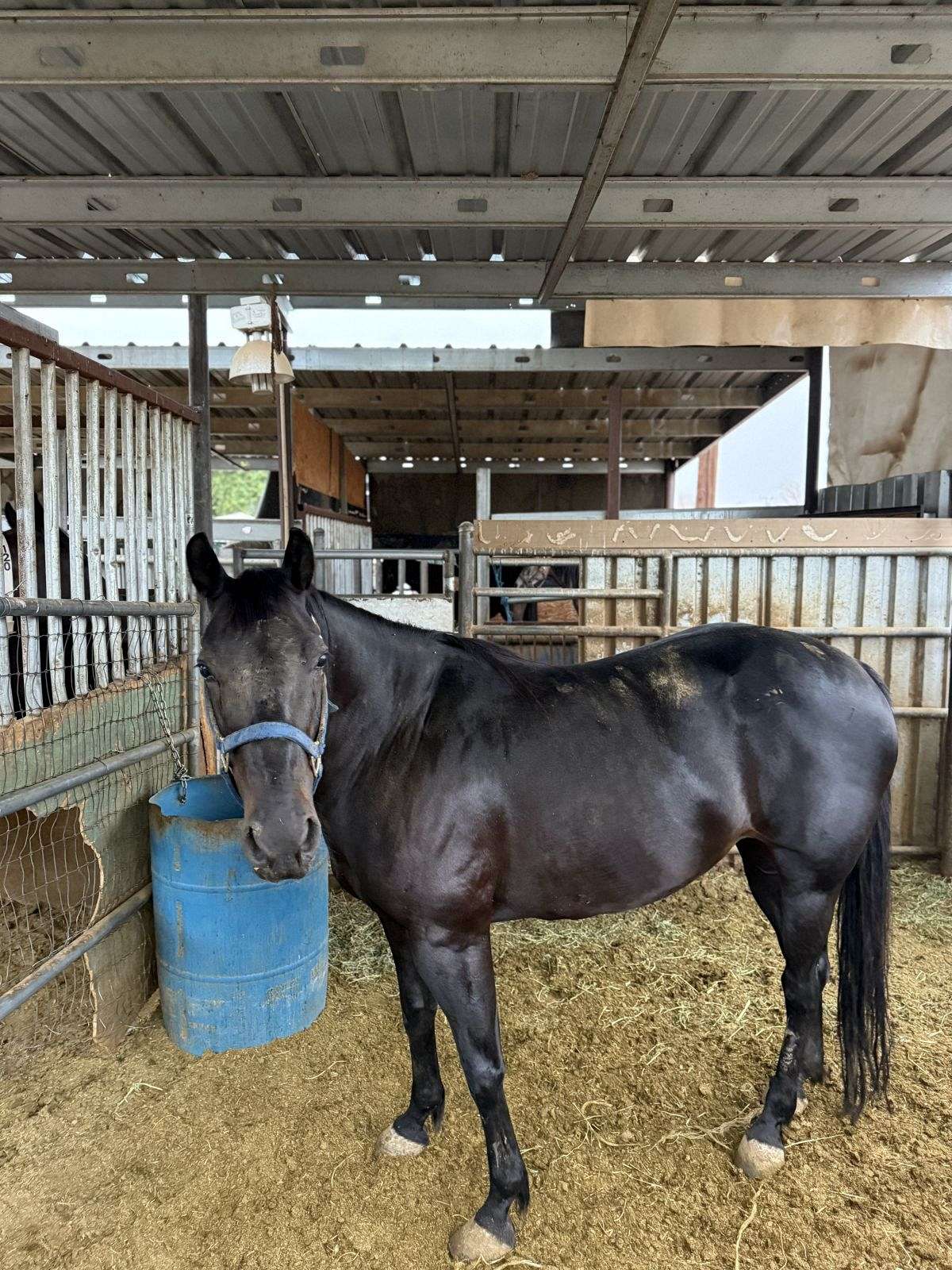 Quarter Mare for Sale
