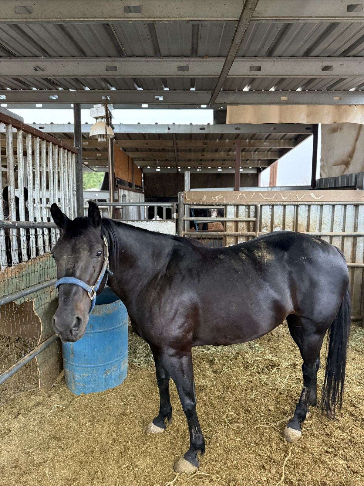Quarter Mare for Sale