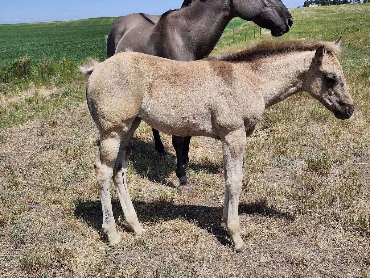 2025 AQHA Grulla Silver (Gene) Filly